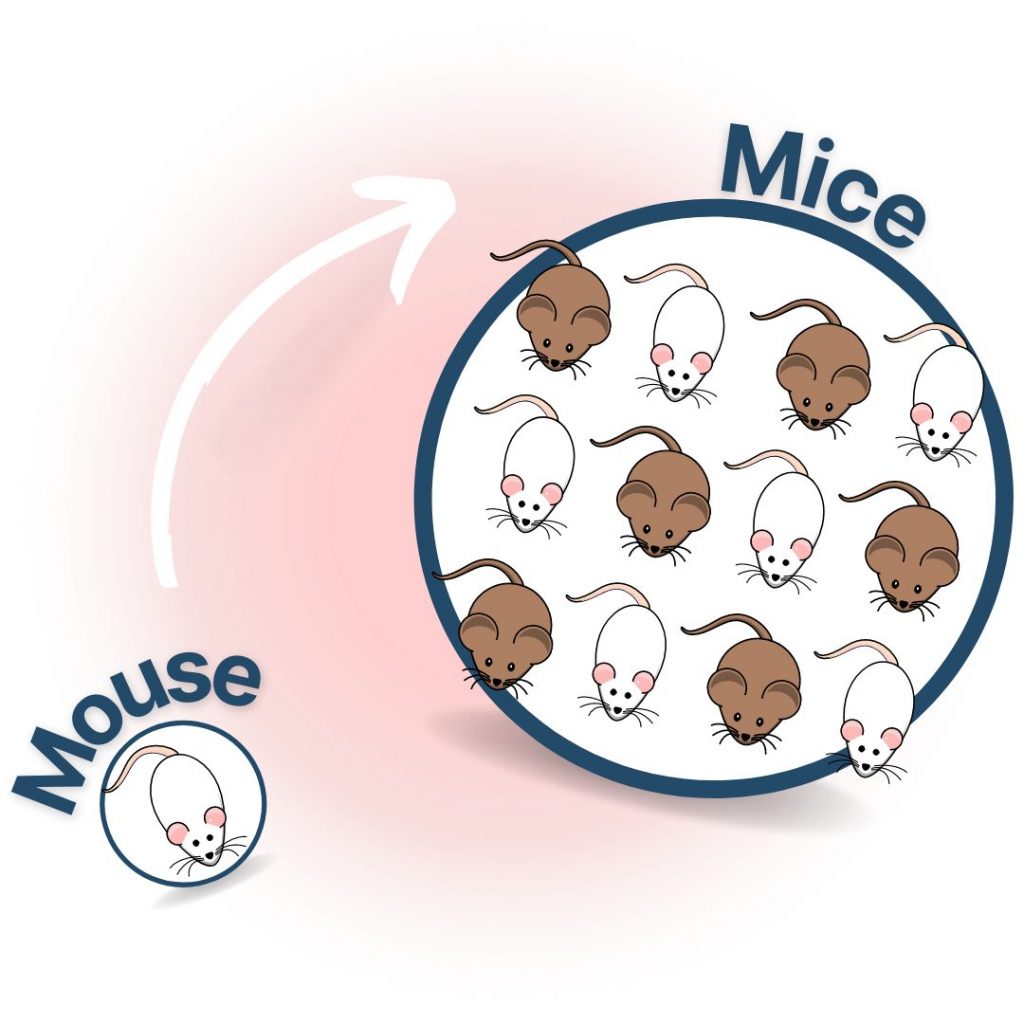 Writing: Grammar Revision | Pass Functional Skills